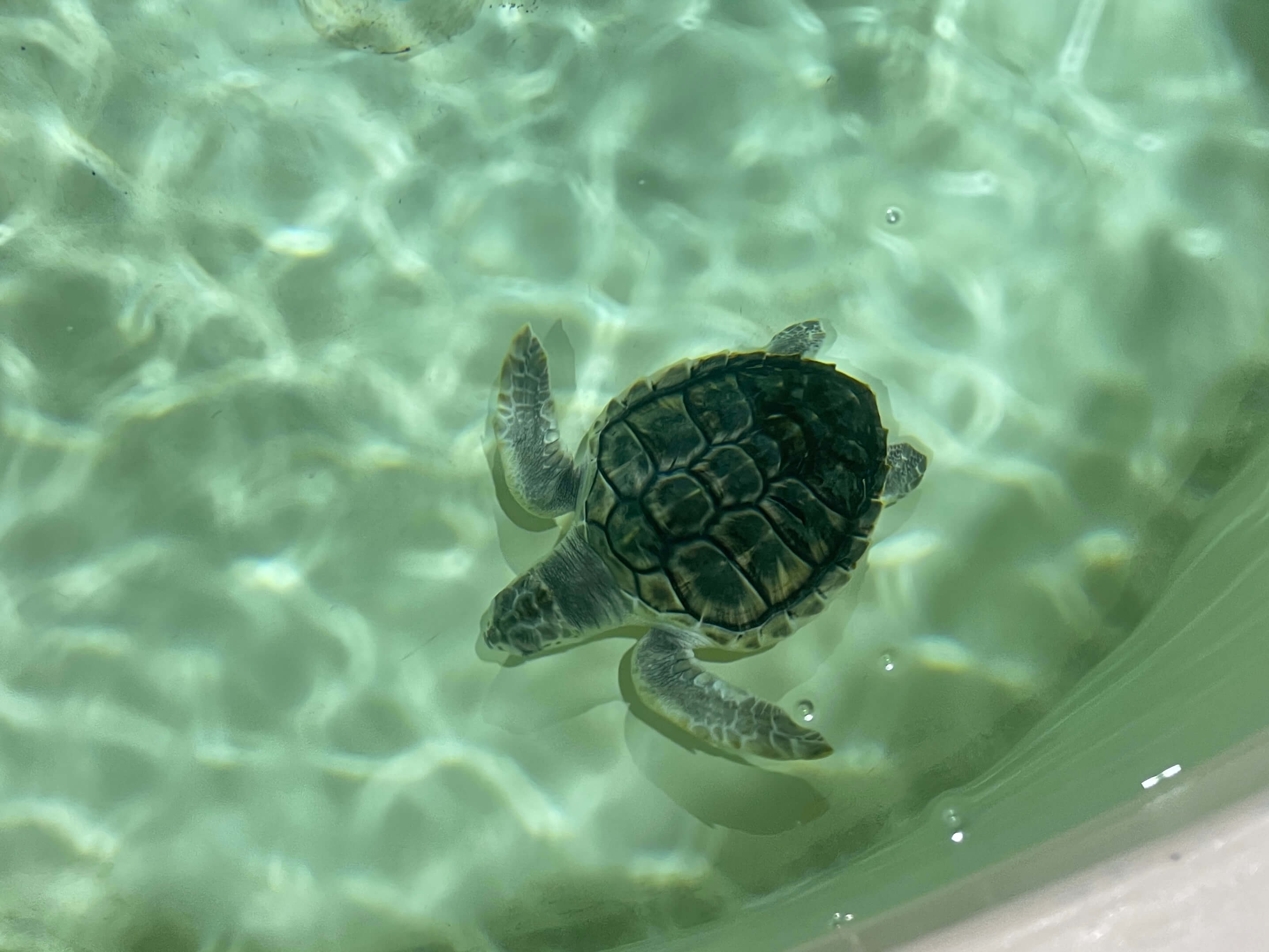 2025國泰步步攻億走｜FitBack健康吧